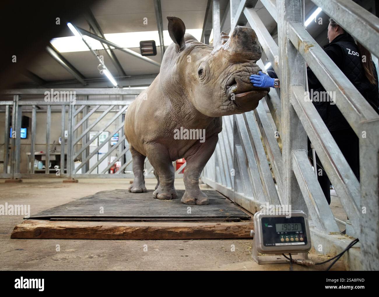 Gyasi, a male rhinoceros, stands on weighing scales in his enclosure ...