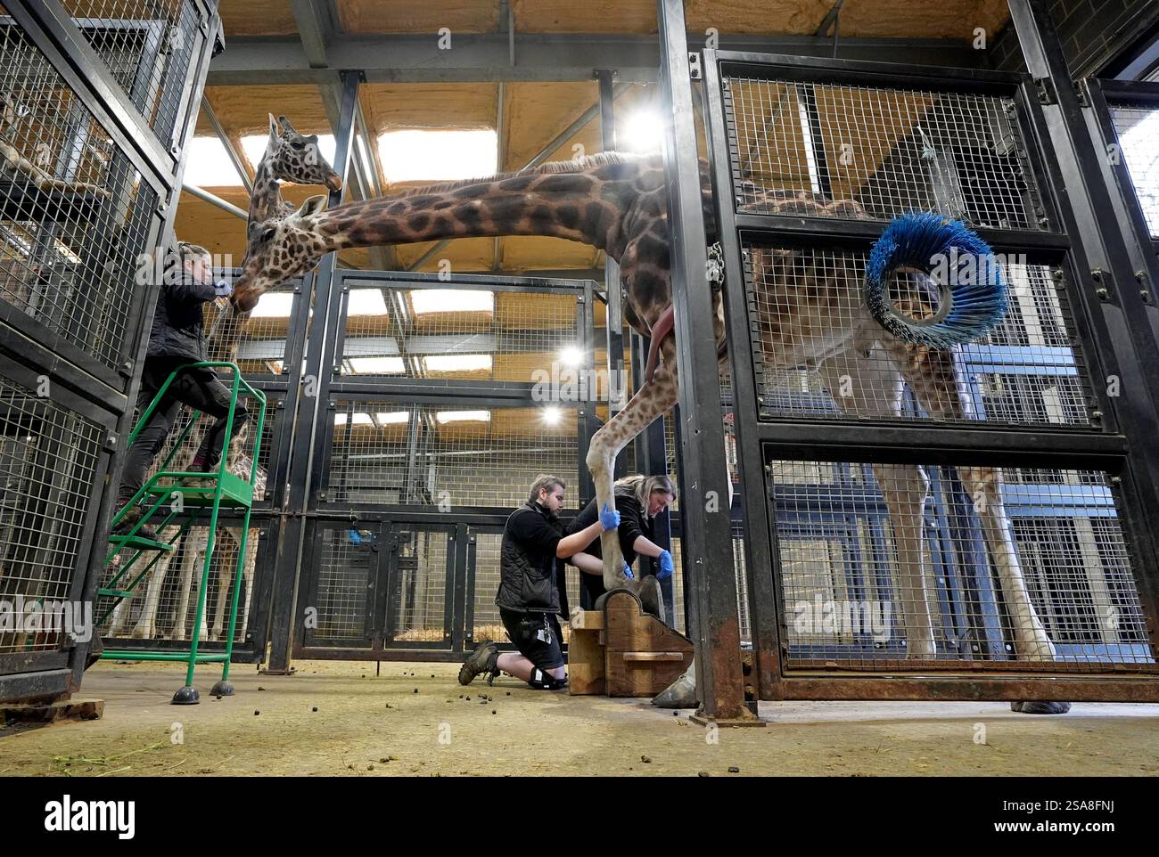 Zookeepers give Kito, a 14 year old 17 feet tall giraffe some hoof ...