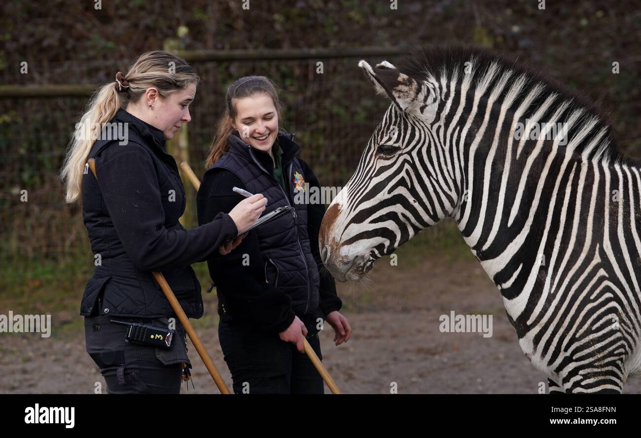 Zookeepers assess a zebra in its enclosure during the annual animal ...