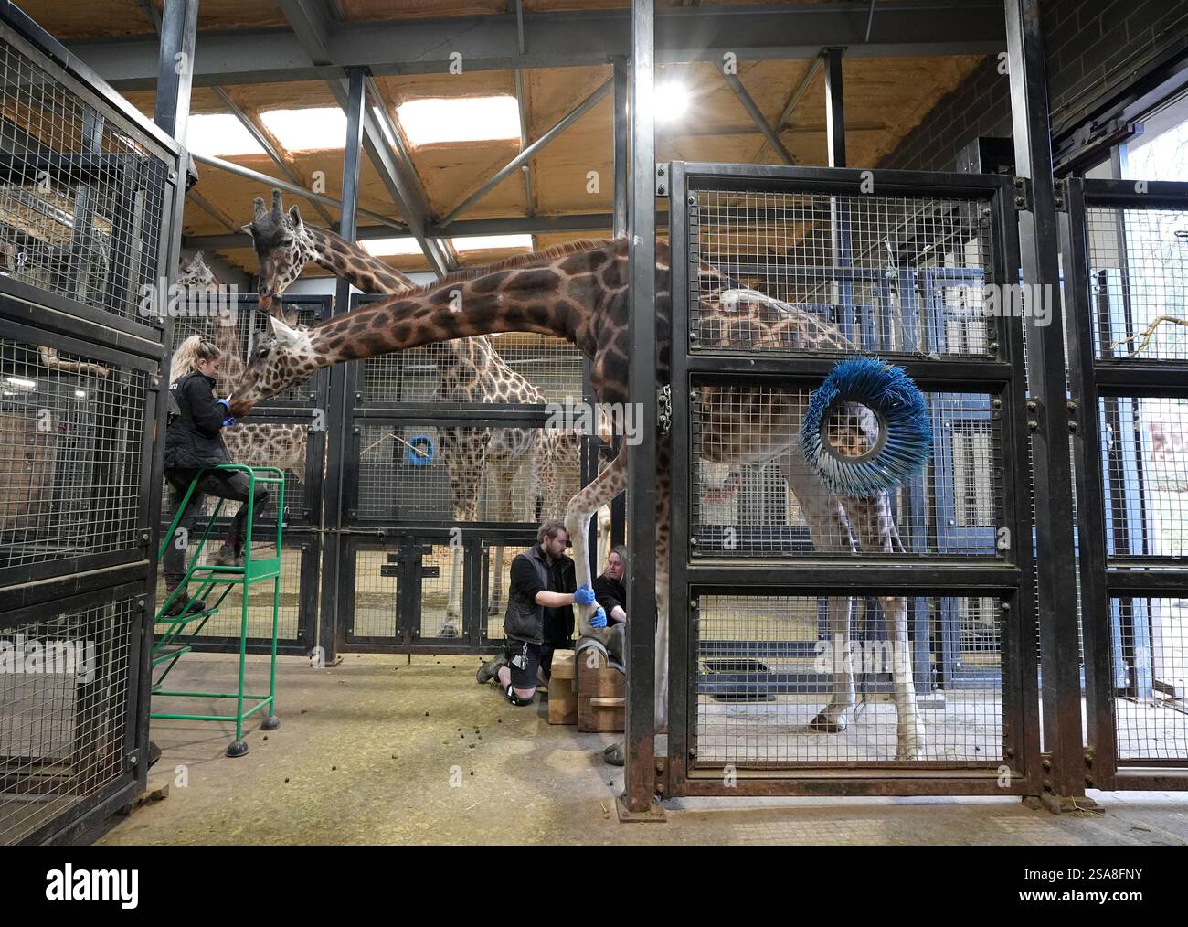 Zookeepers give Kito, a 14 year old 17 feet tall giraffe some hoof ...