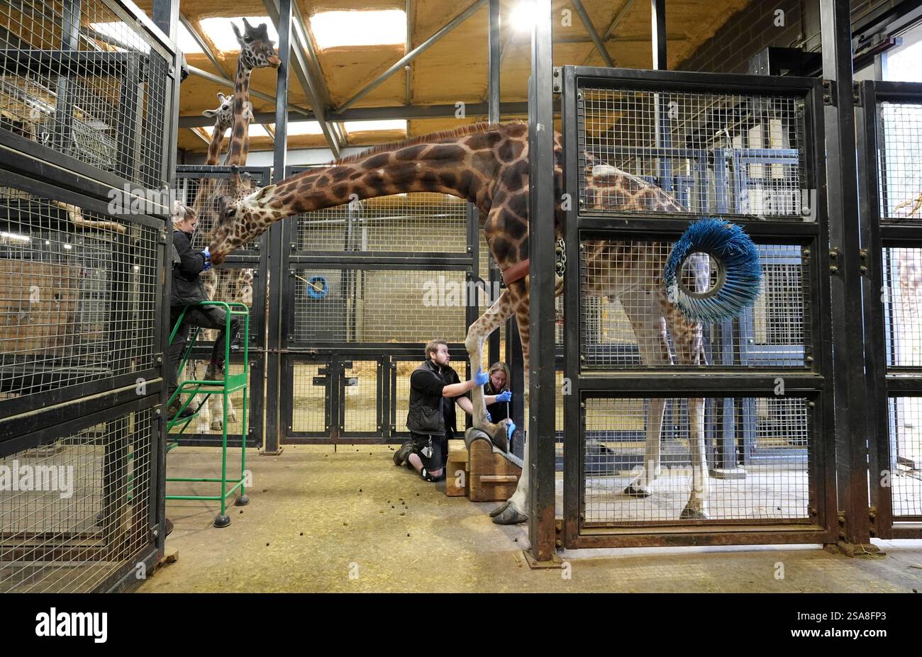 Zookeepers give Kito, a 14 year old 17 feet tall giraffe some hoof ...