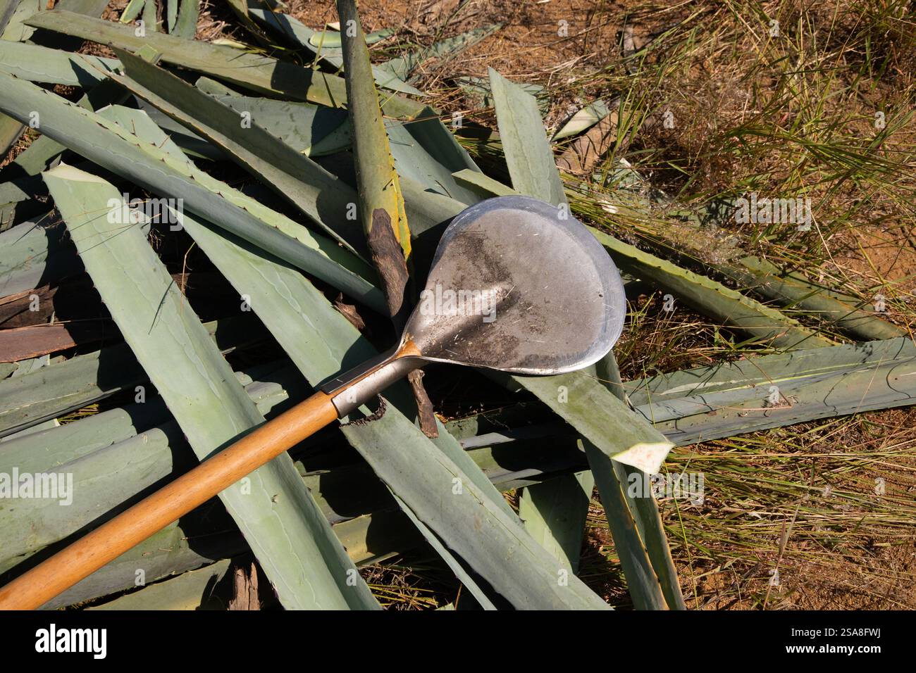 La jima is the process of pruning the agave by cutting its leaves and ...