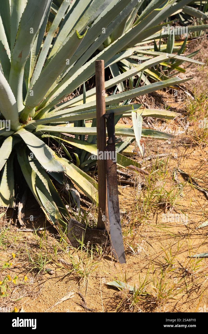 La jima is the process of pruning the agave by cutting its leaves and ...