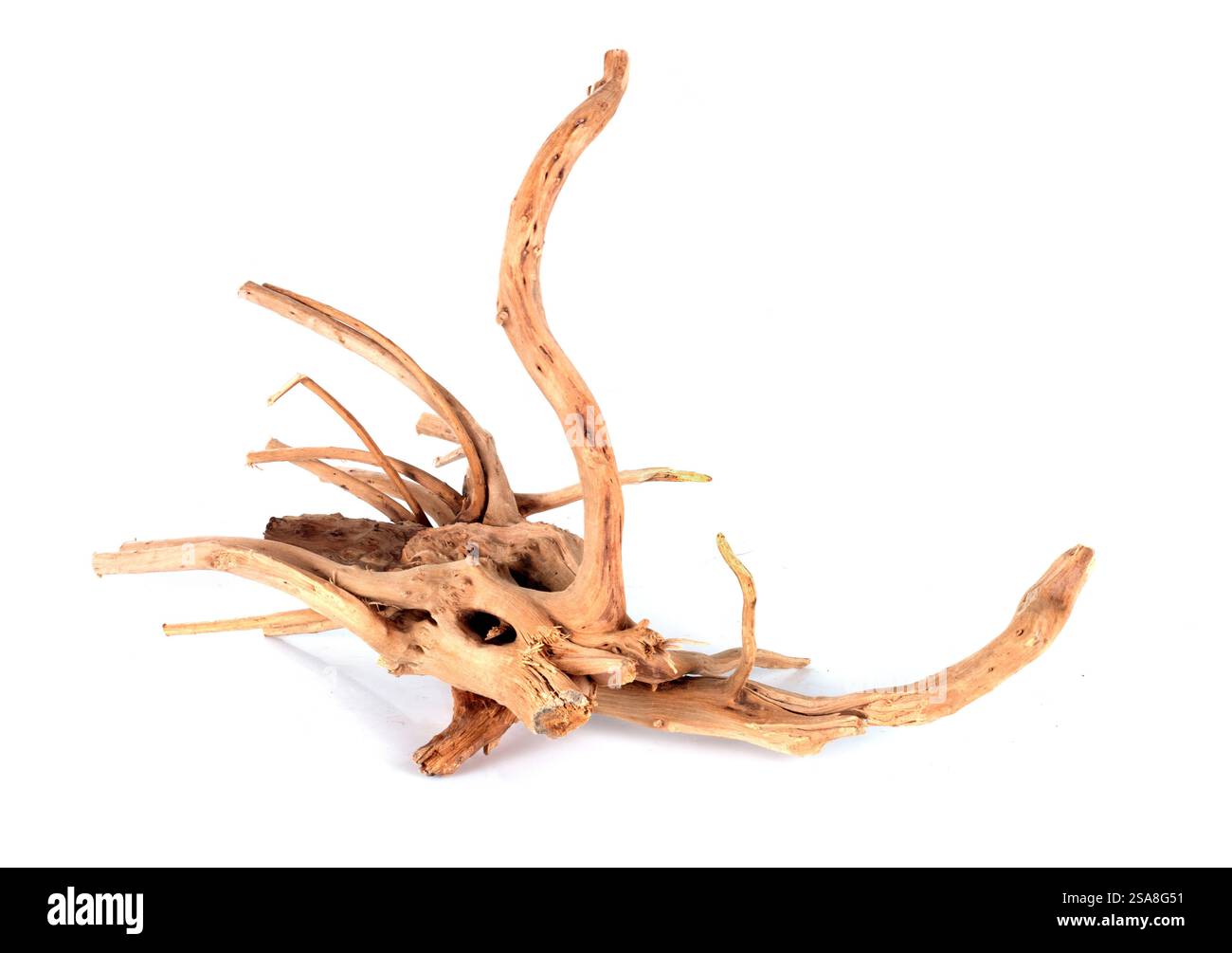 root for aquarium in front of white background Stock Photo - Alamy