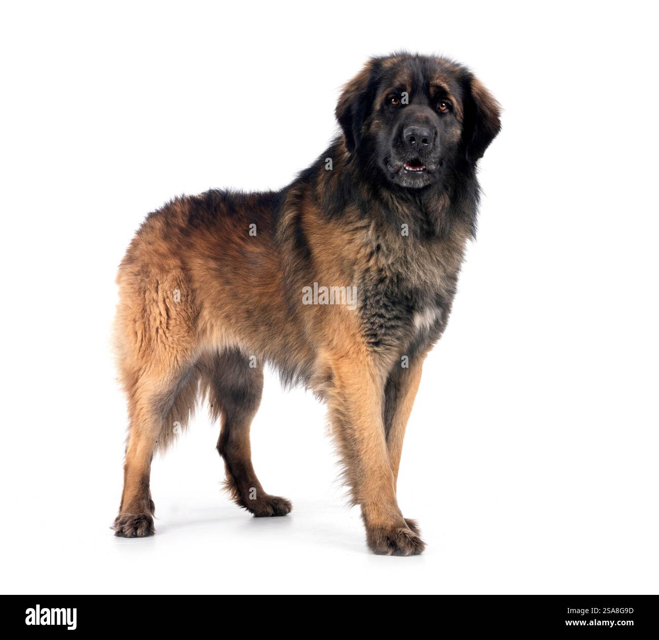 male Leonberger in front of white background Stock Photo - Alamy