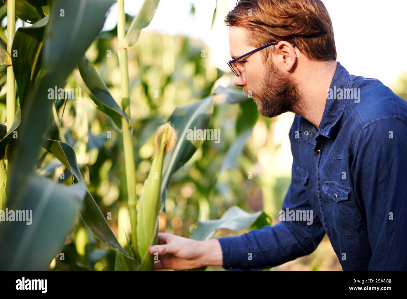 Corn, farming and man in field for growth, natural food production and ...