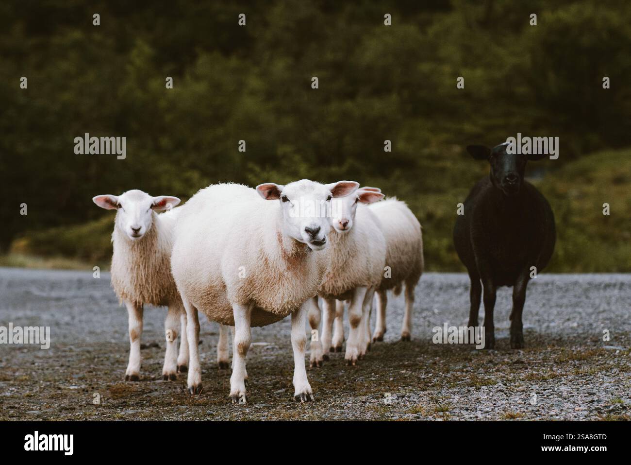 Sheep flock farm animals walking outdoor Stock Photo - Alamy