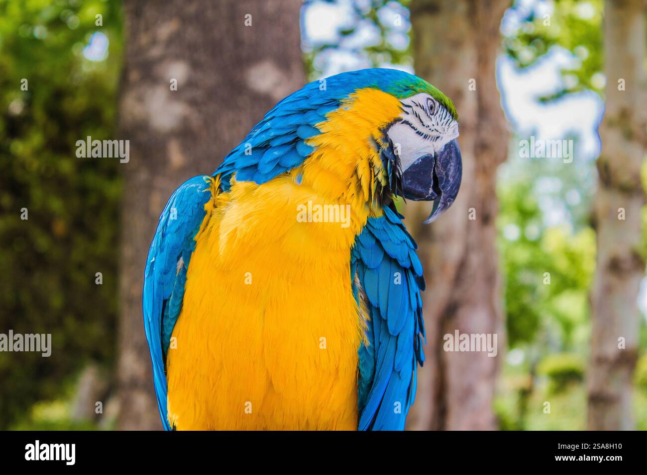 A parrot lives in this garden whit her teacher. it is blue and yellow ...