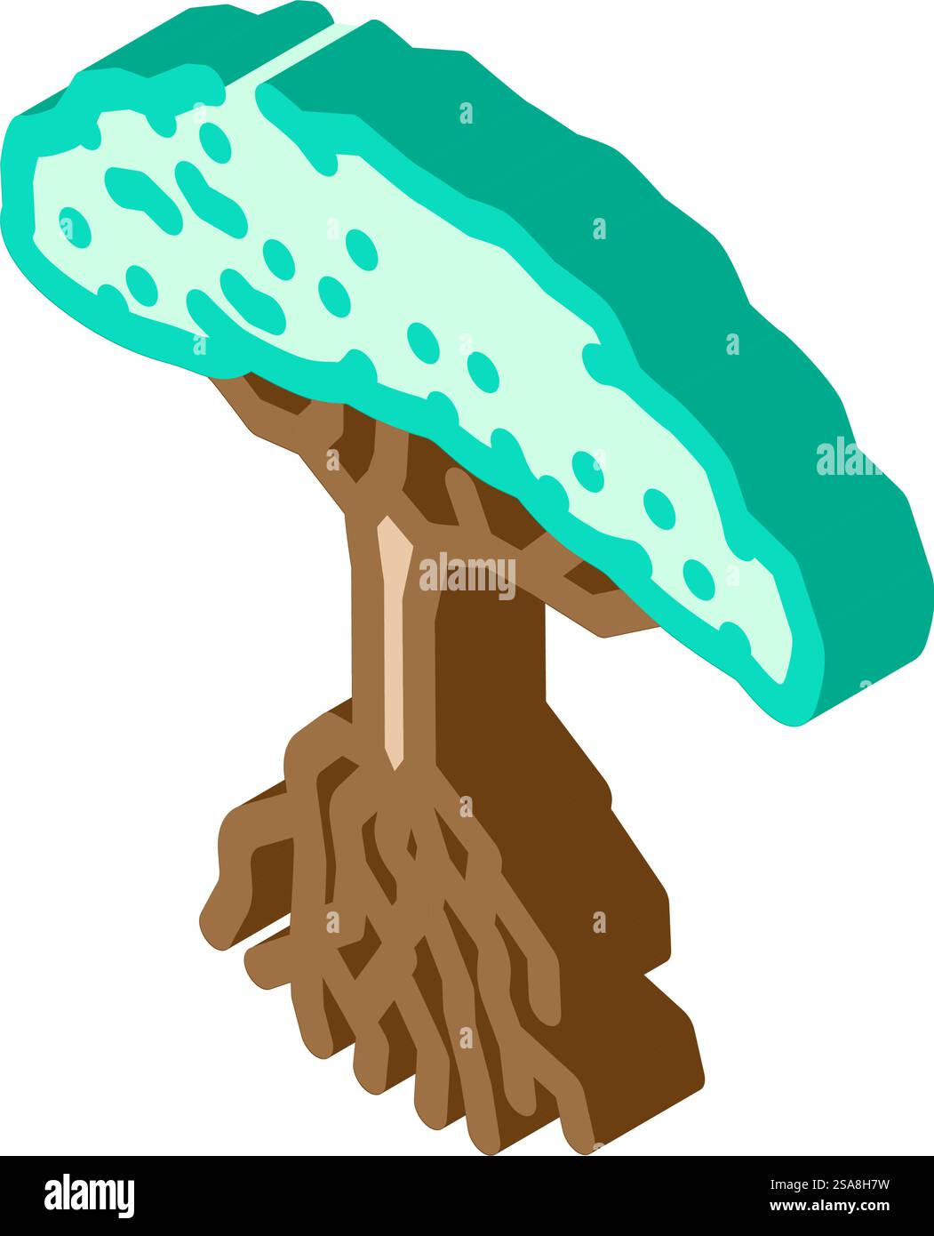 mangrove tree isometric icon vector. mangrove tree sign. isolated ...