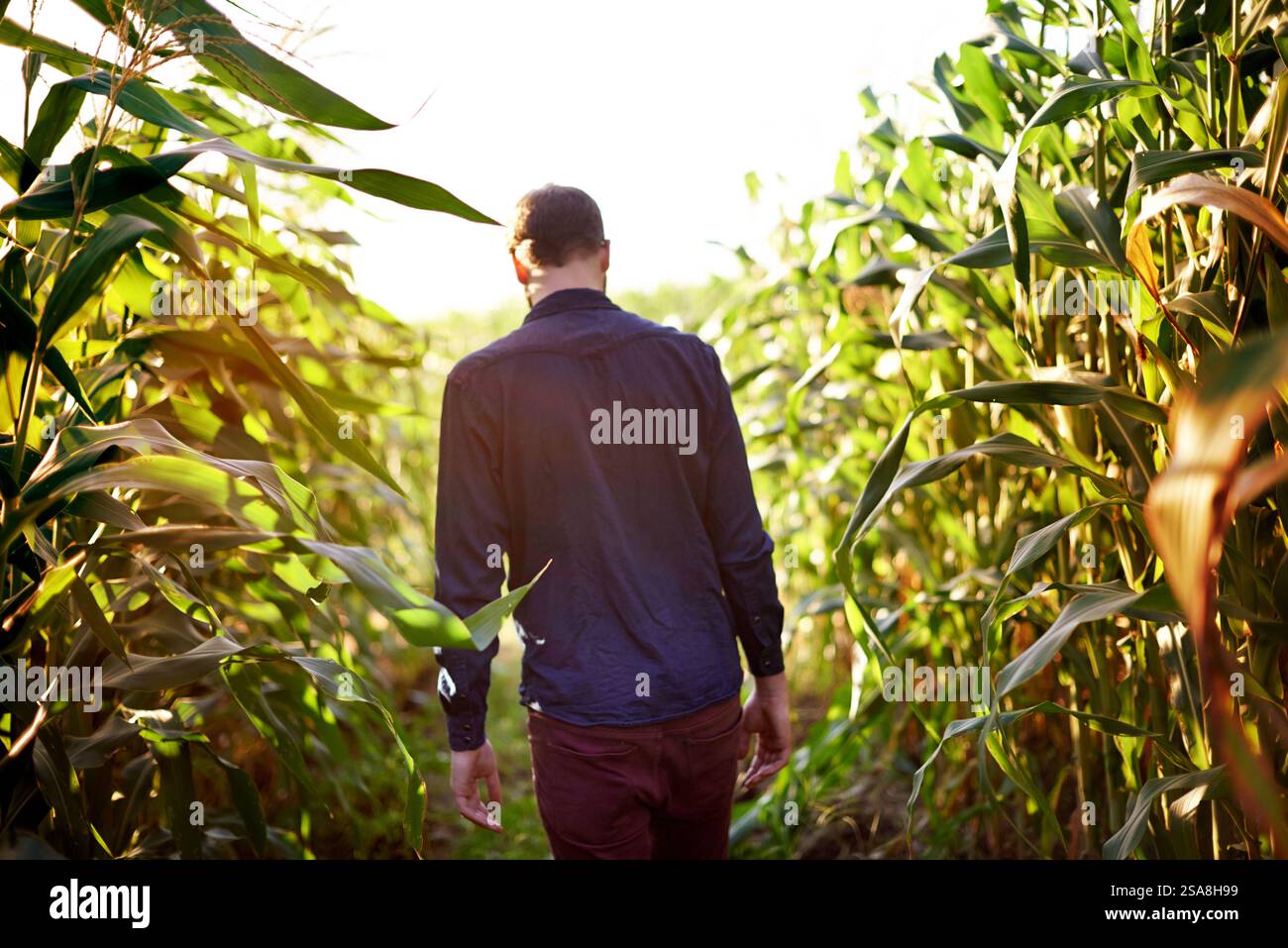 Corn, walking and man in field for farming, natural food production and ...