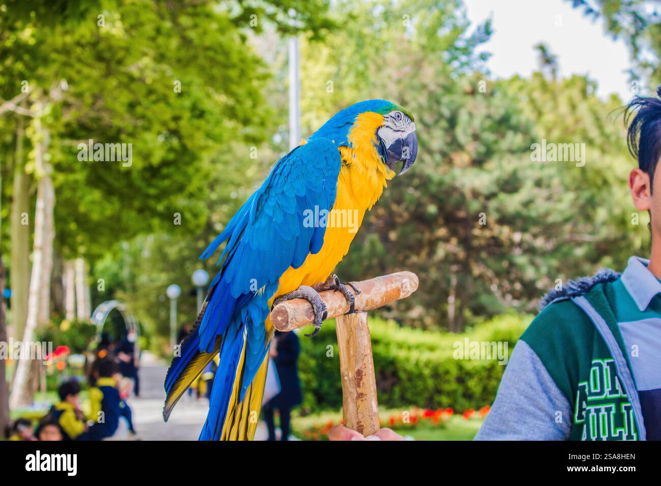A parrot lives in this garden whit her teacher. it is blue and yellow ...