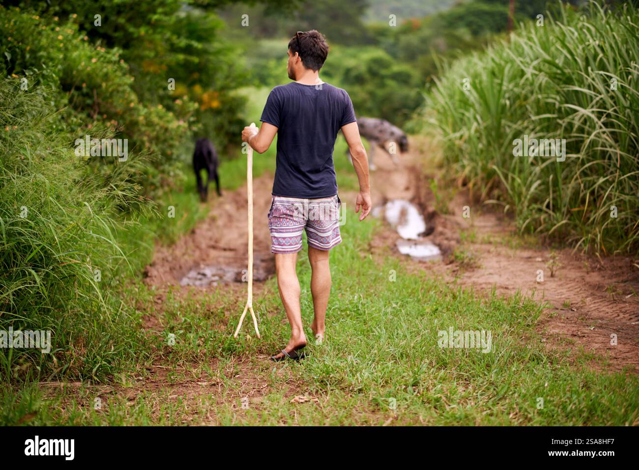 Sustainability, walking and man on farm path with natural off grid ...