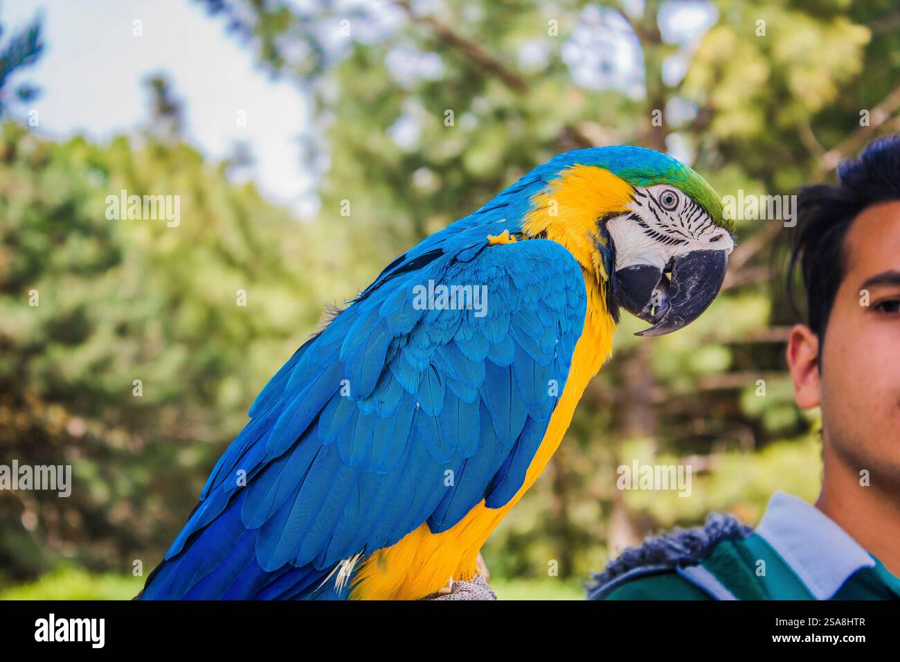 A parrot lives in this garden whit her teacher. it is blue and yellow ...