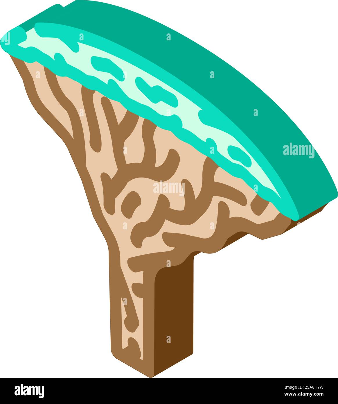 dragon blood tree isometric icon vector. dragon blood tree sign ...