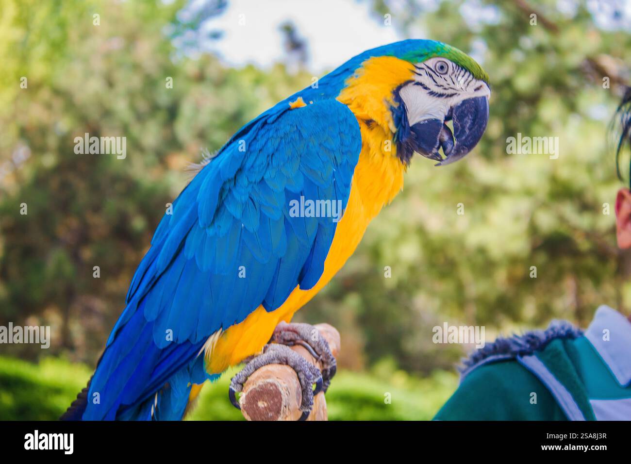A parrot lives in this garden whit her teacher. it is blue and yellow ...