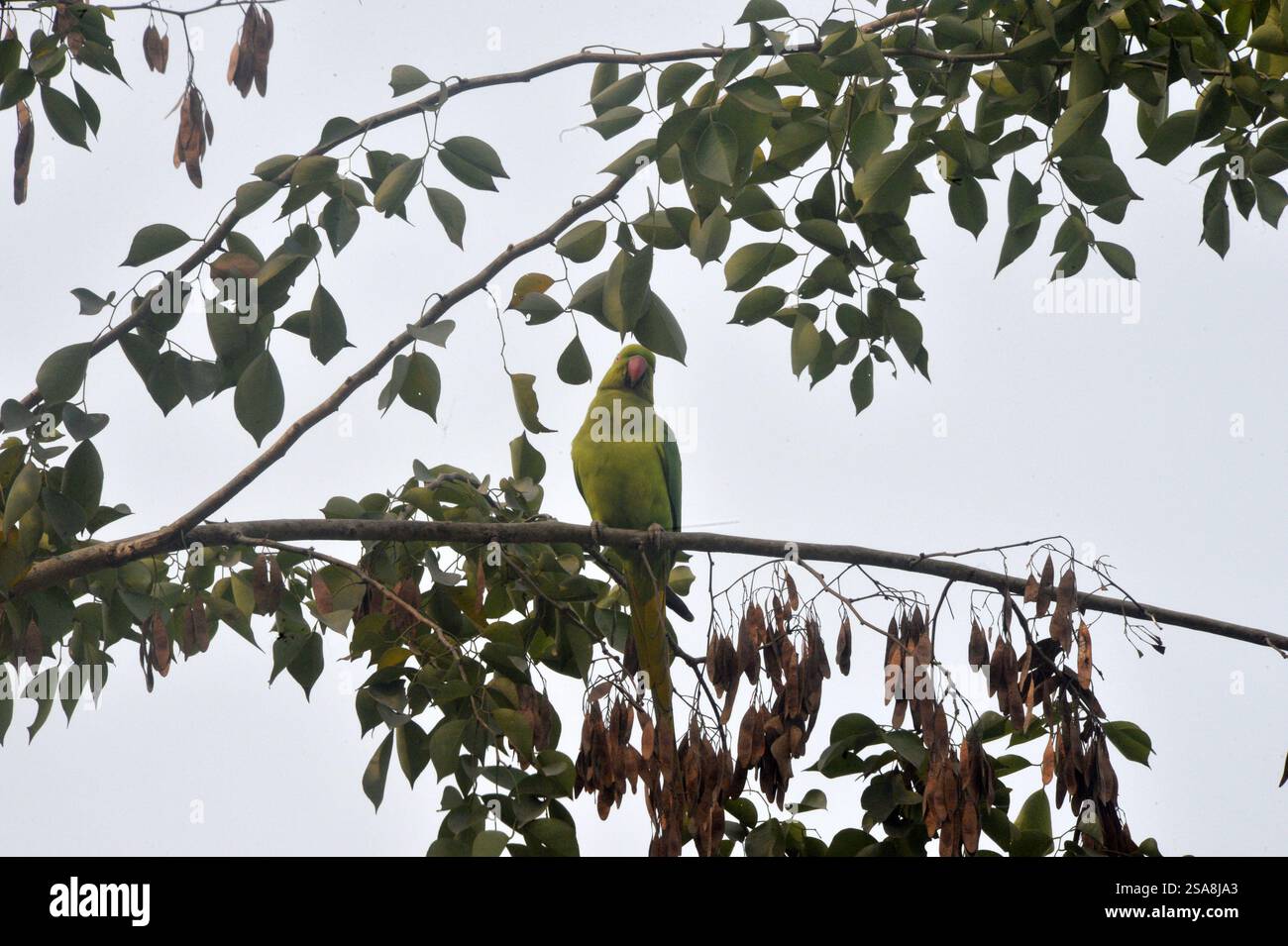 Siliguri, West Bengal, India. 29th Jan, 2025. A Parrot sits on a branch ...