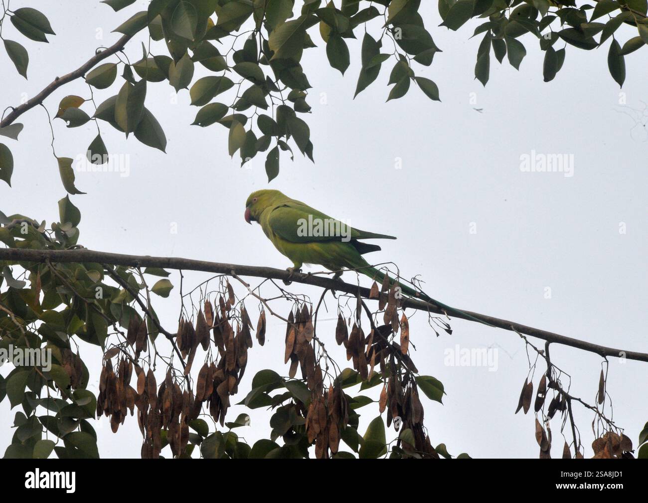 January 29, 2025, Siliguri, West Bengal, India: A Parrot sits on a ...