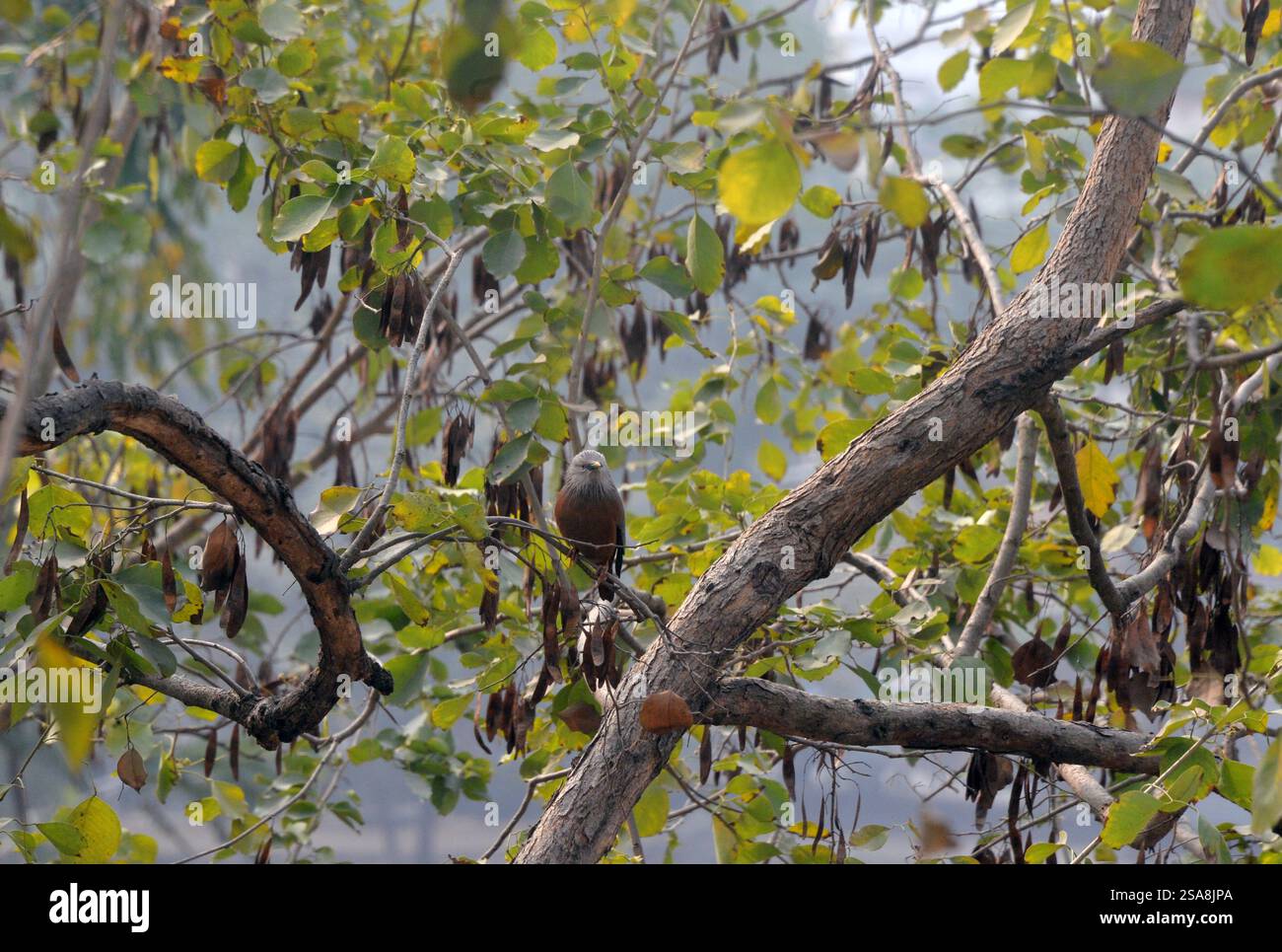 Siliguri, West Bengal, India. 29th Jan, 2025. A Chestnut tailed ...