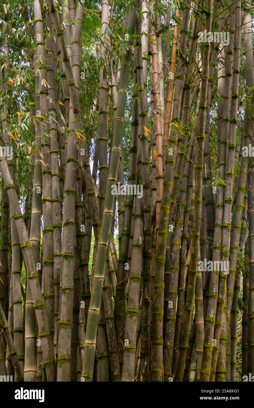 The bamboo background. Japan nature. Bamboo trees texture. Bamboo ...