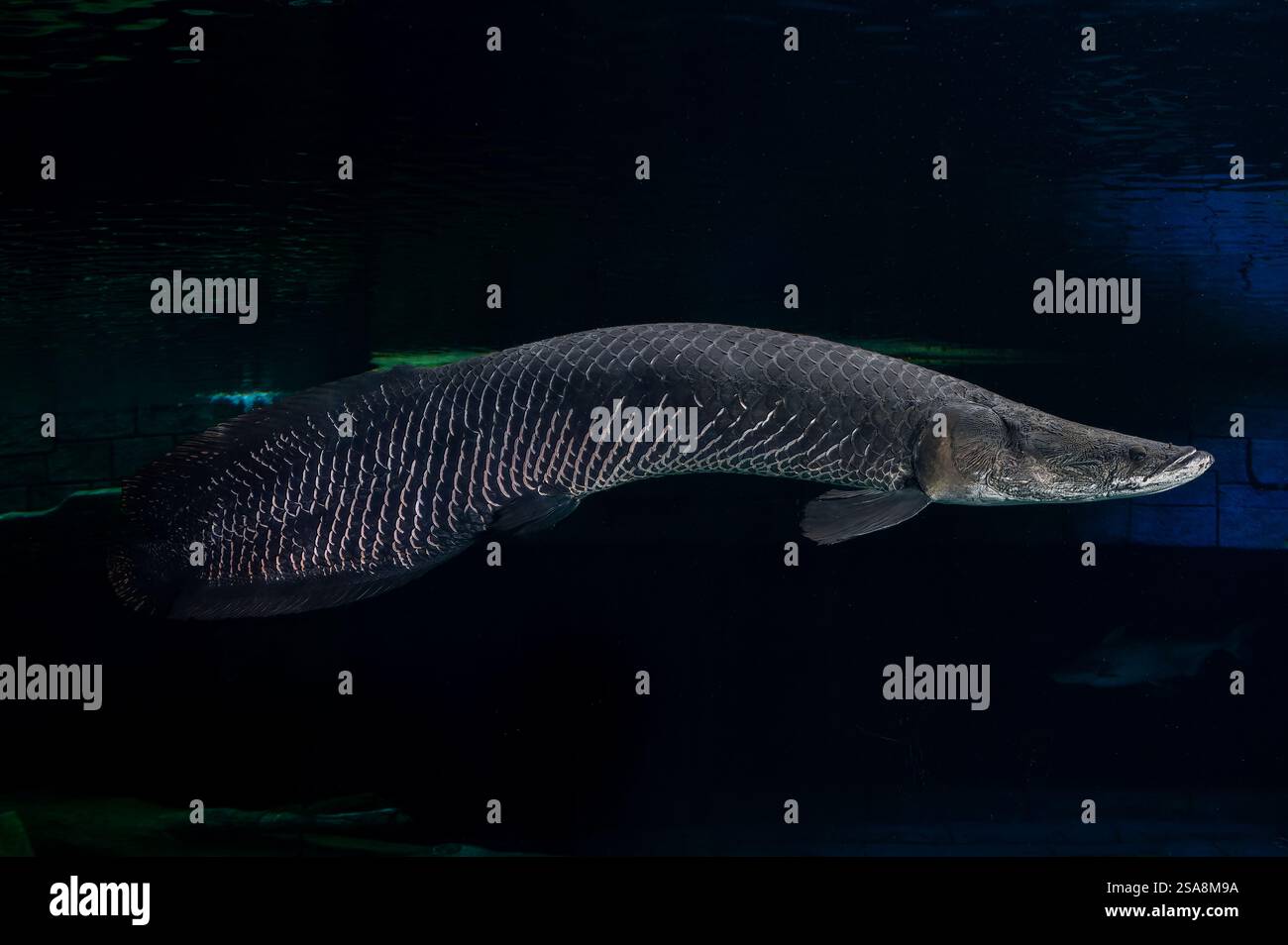 Arapaima, Arapaima gigas, Arapaimidae, Phuket Aquarium, Thailand, Asia ...