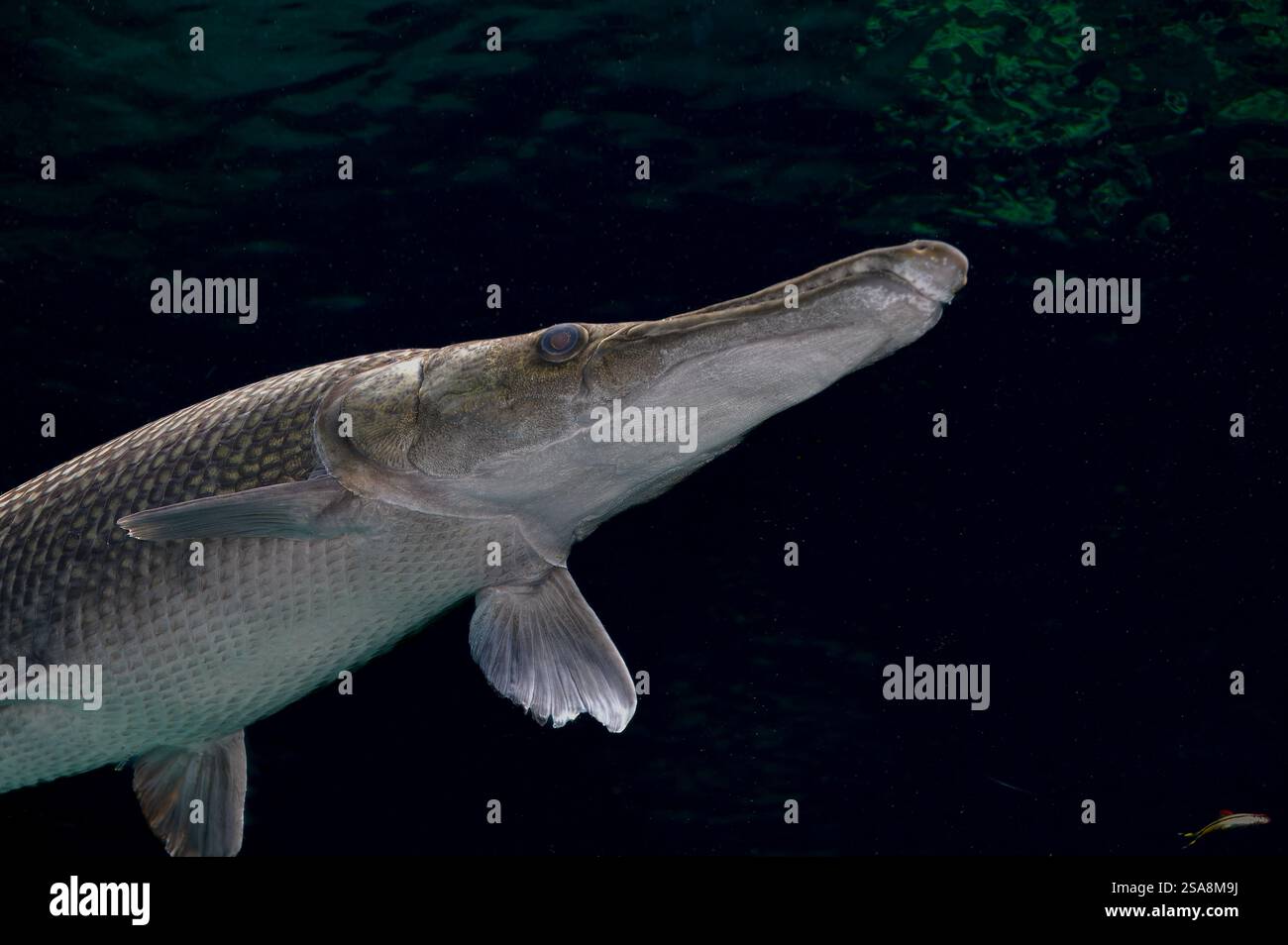 Alligator gar, Atractosteus spatula, Lepisosteidae, Phuket Aquarium ...