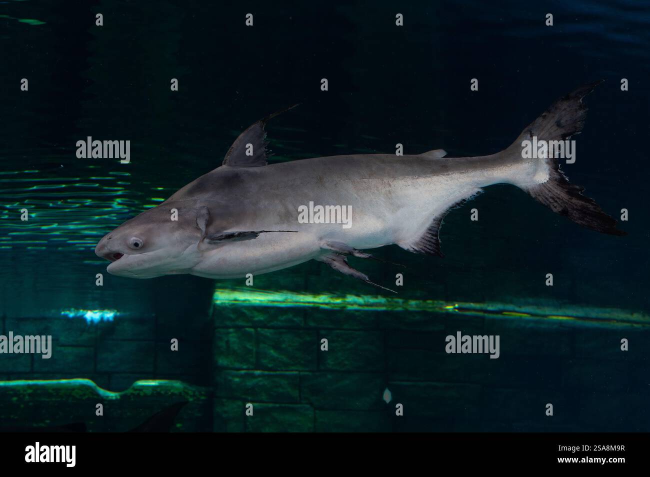 Giant pangasius, Pangasius sanitwongsei, Pangasiidae, Phuket Aquarium ...