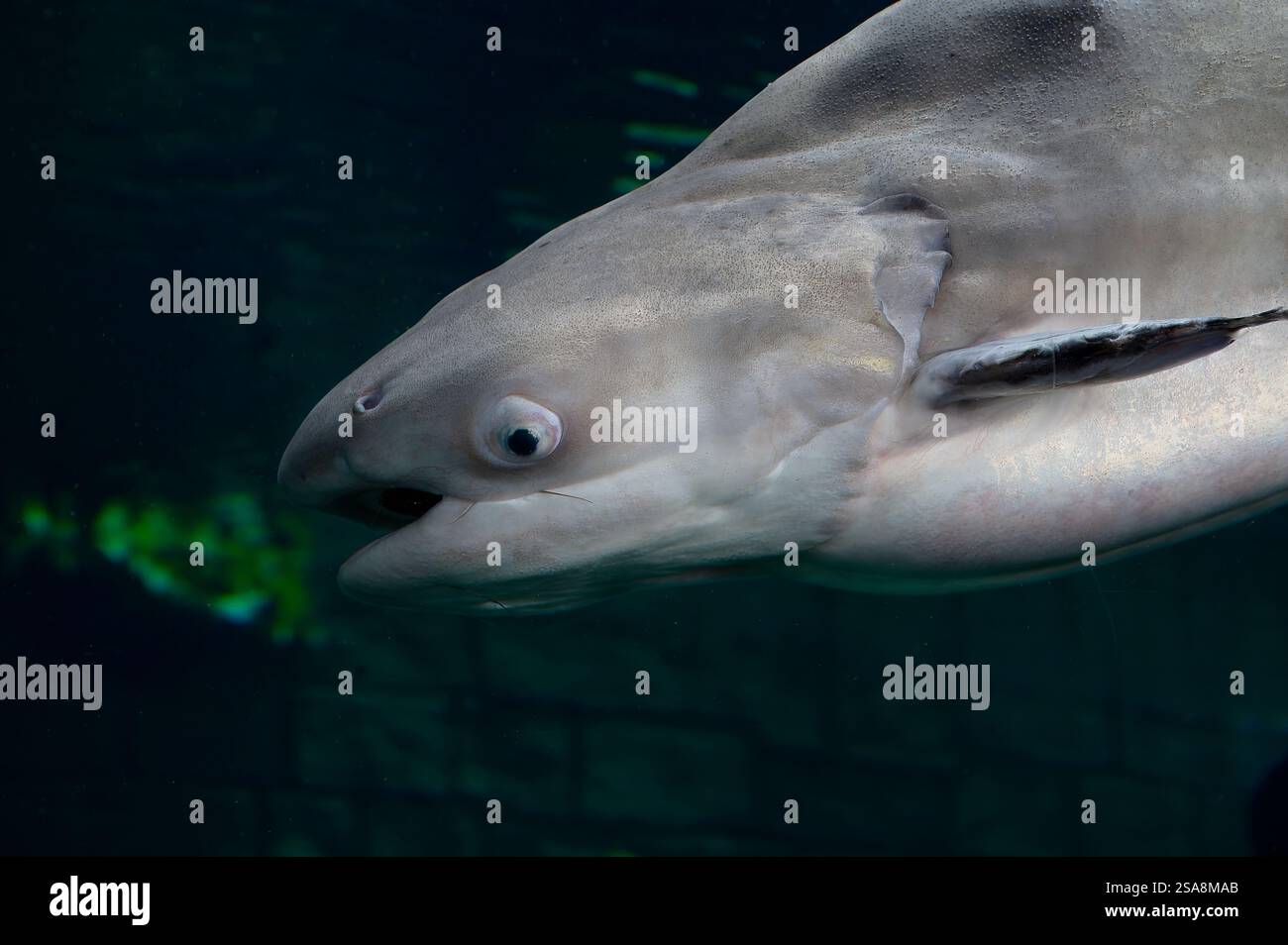 Giant pangasius, Pangasius sanitwongsei, Pangasiidae, Phuket Aquarium ...