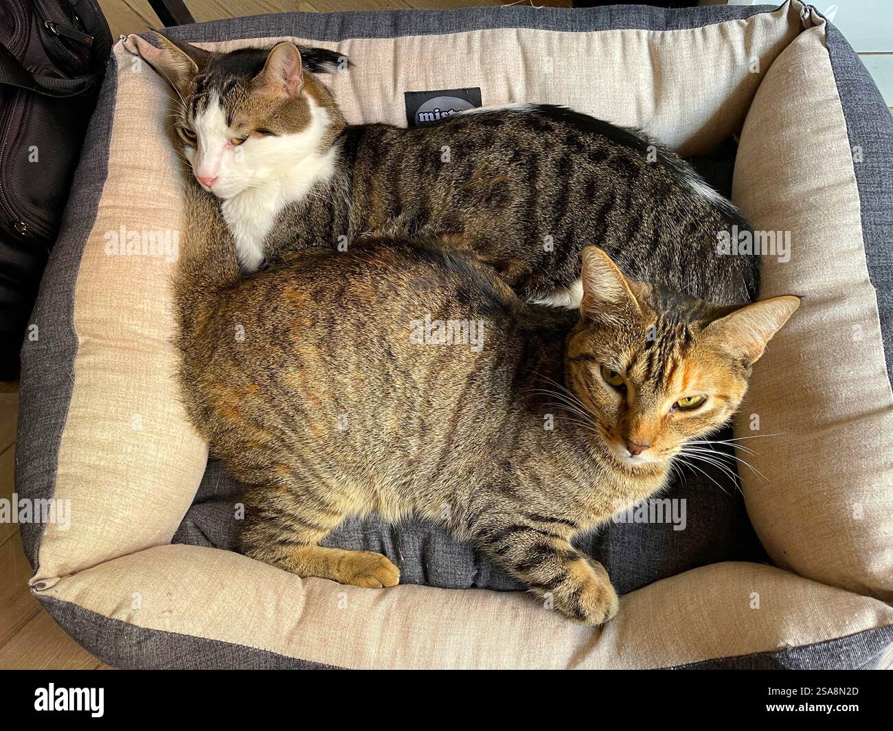 Cama juntos hi-res stock photography and images - Alamy