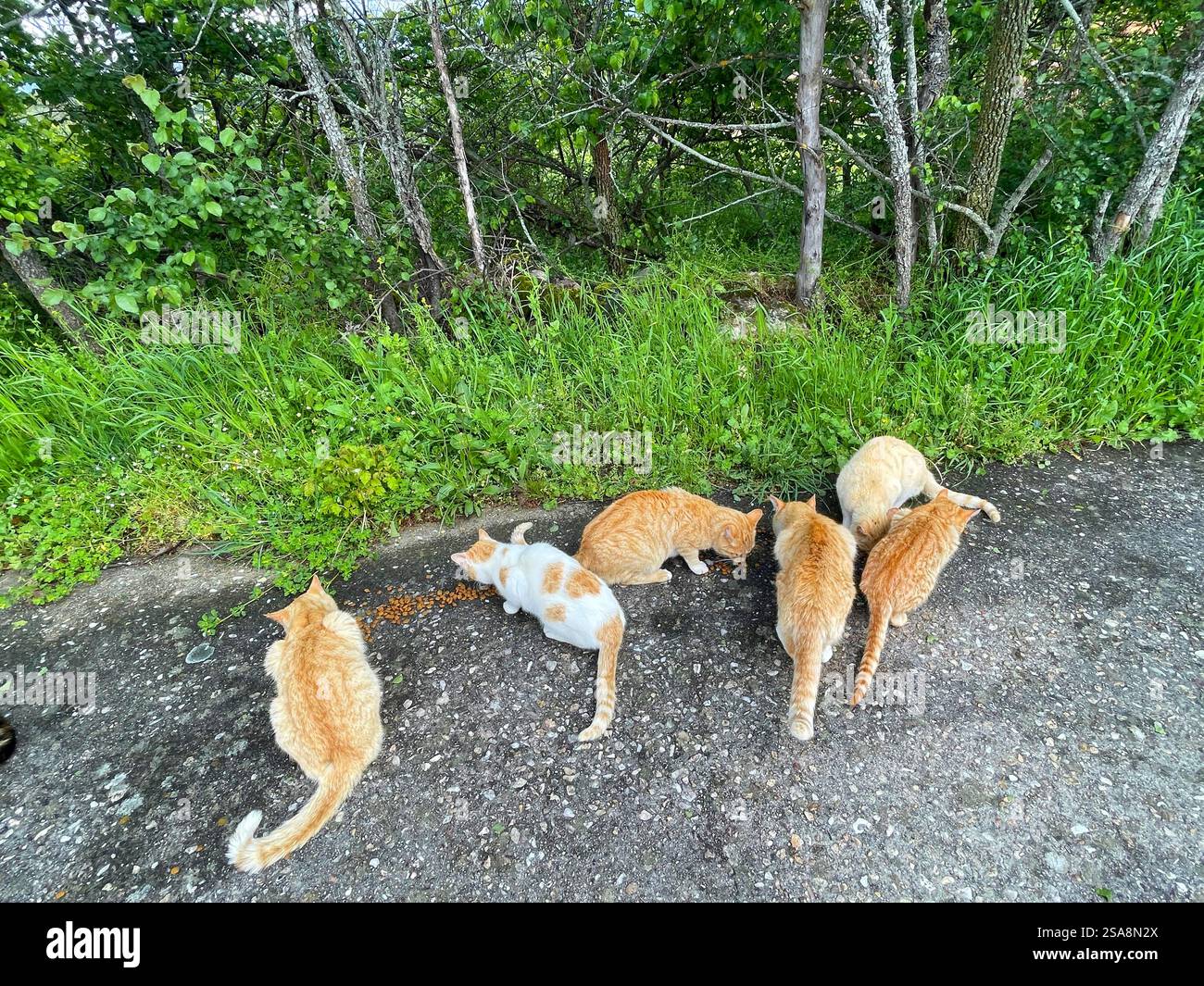 Feeding stray animals hi-res stock photography and images - Alamy