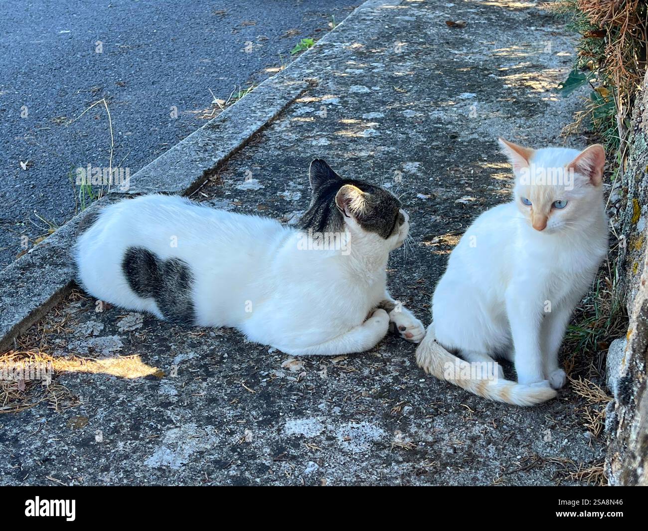 Two stray cats Stock Photo - Alamy