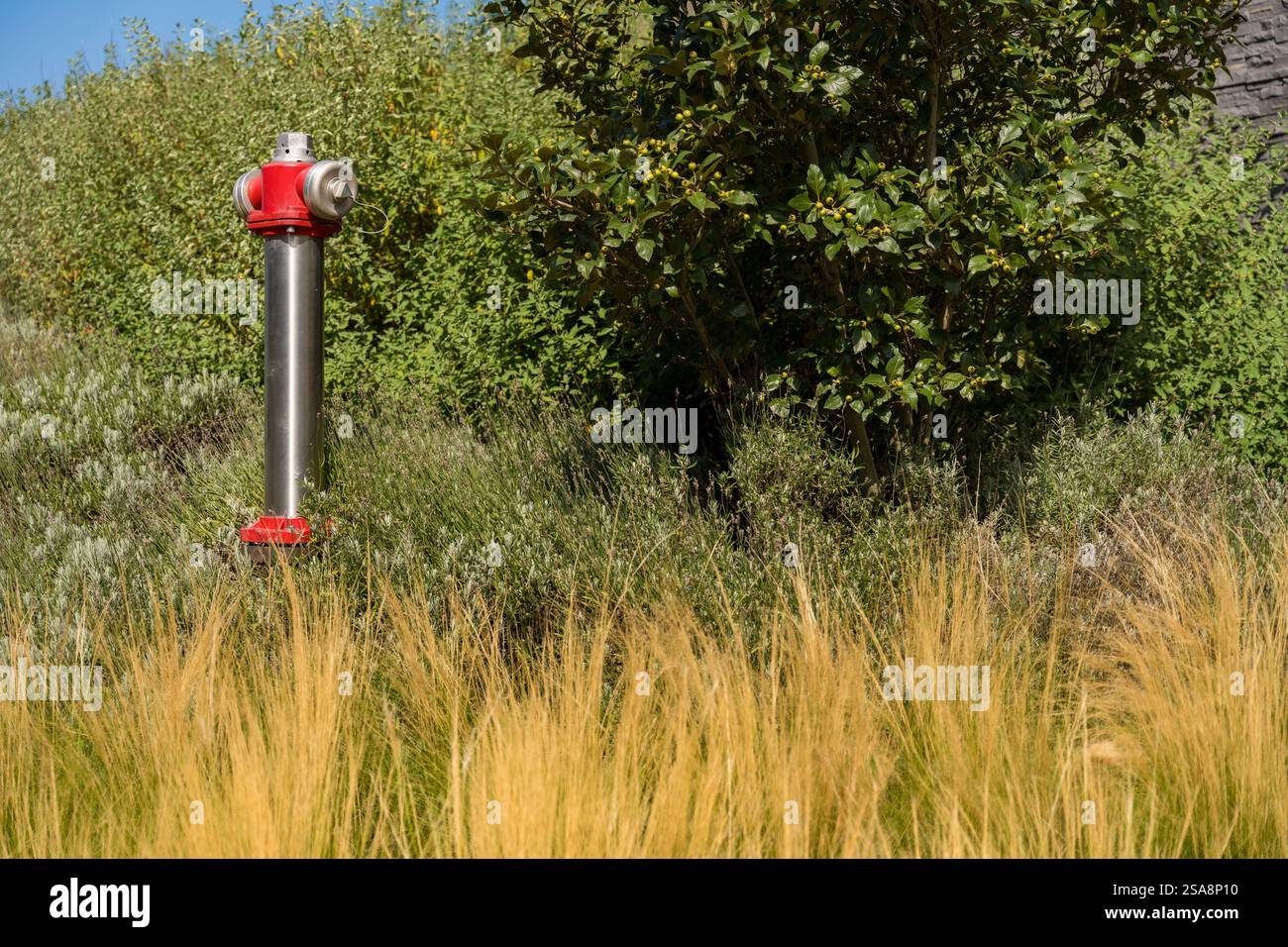 A bright red fire hydrant standing amidst dense green bushes and golden ...