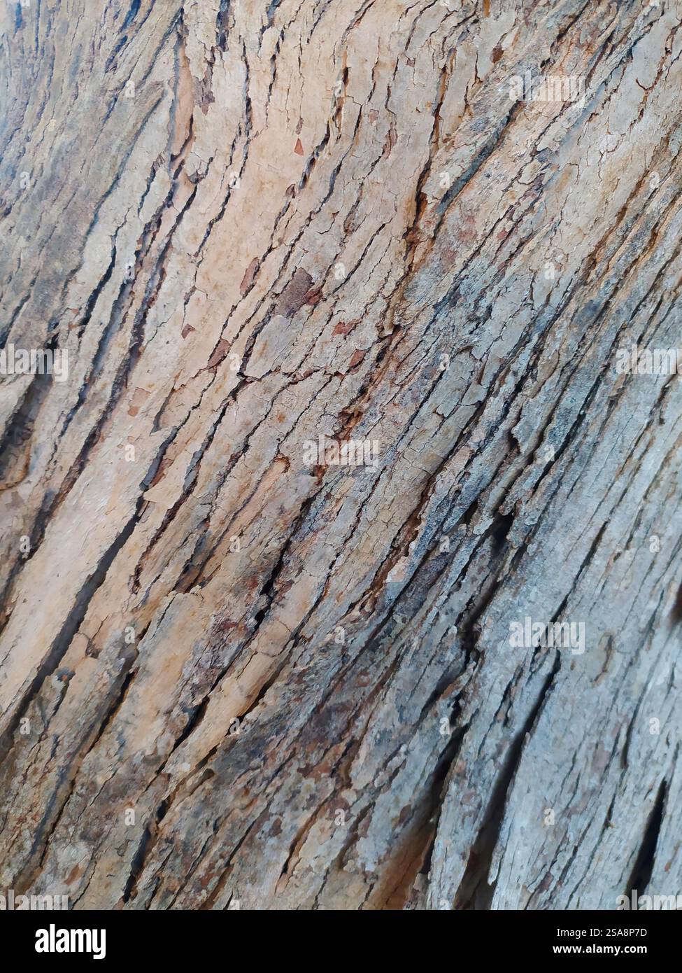 Detailed natural tree bark texture with deep cracks and soft light reflections, perfect for ...
