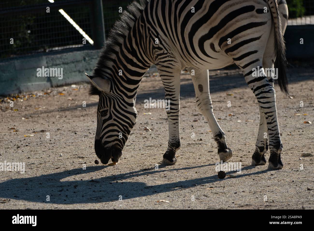 Zebra Zoo Enclosure Grazing: A plains zebra peacefully grazes in a zoo ...