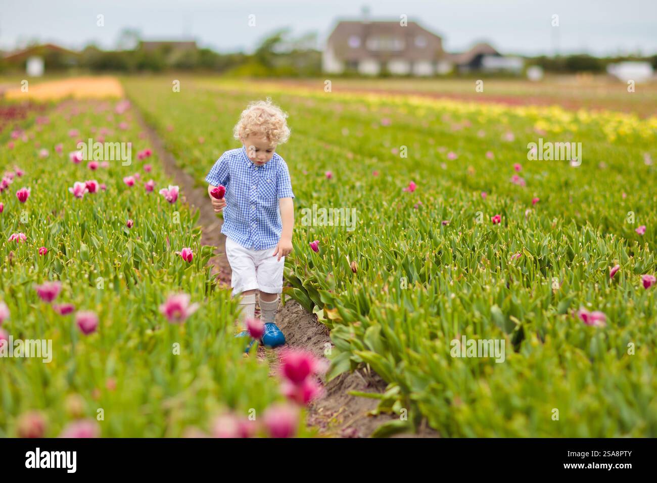Happy Dutch children playing in blooming tulip flowers field. Boy and ...