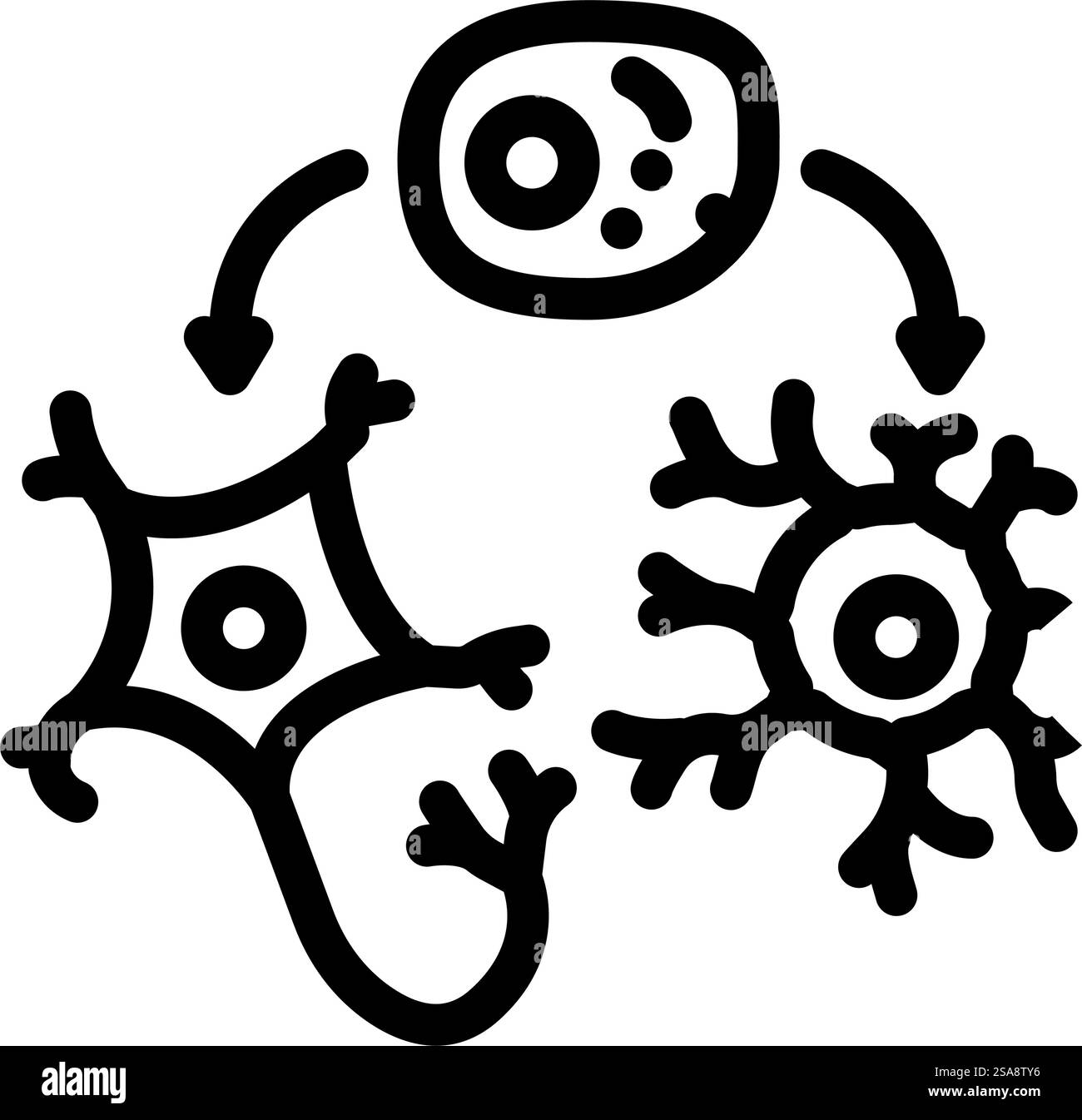 neurogenesis neuroscience neurology line icon vector. neurogenesis ...