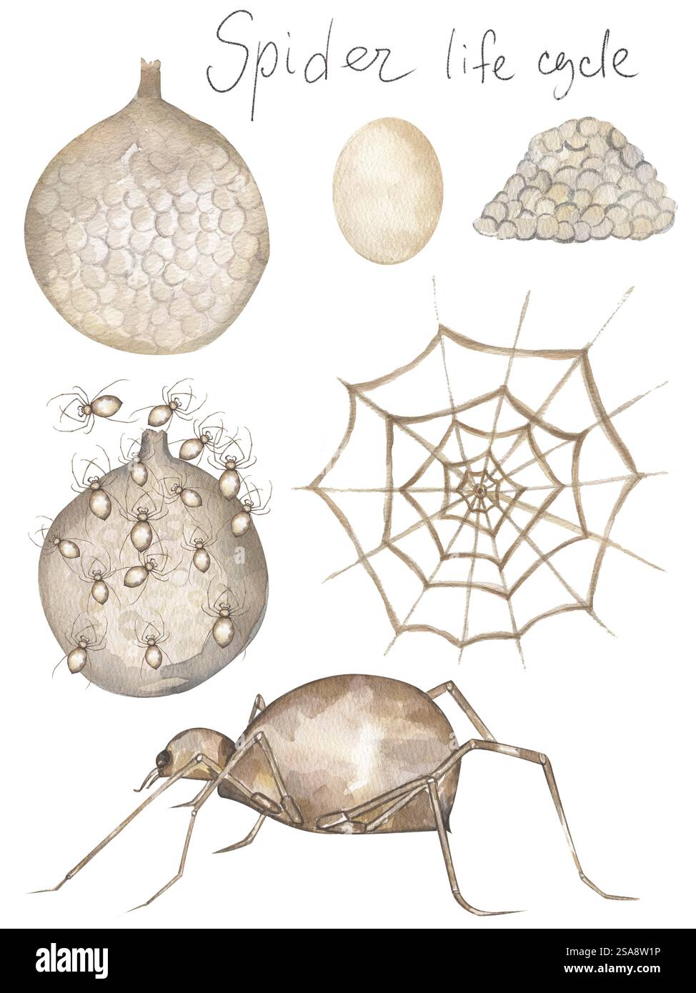 Cycle poster animal Cut Out Stock Images & Pictures - Alamy