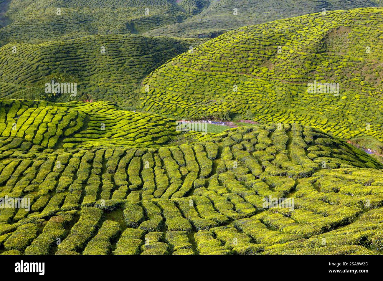 Landscape scenic view of the Bharat tea plantation in the hills of ...