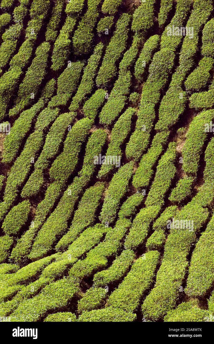 Landscape scenic view of the Bharat tea plantation in the hills of ...