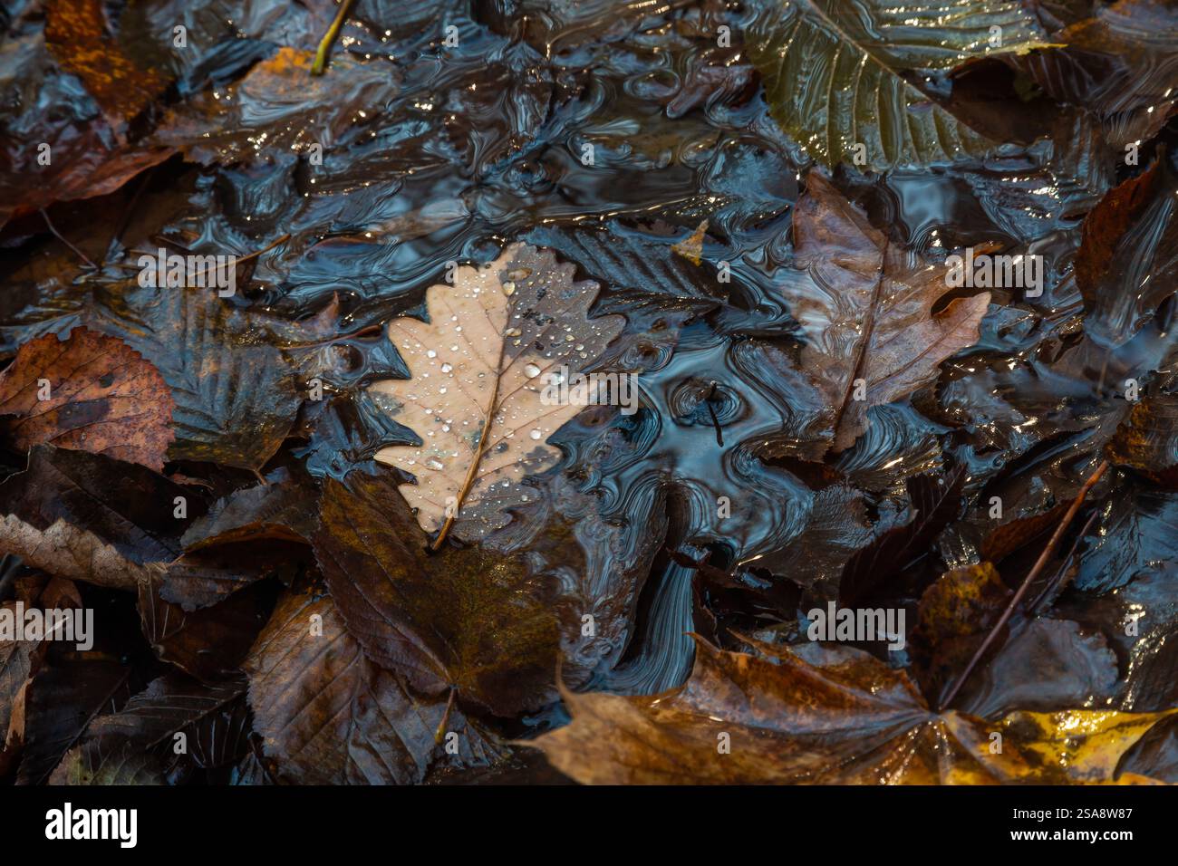 Dark and wet autumn leaves float on water, creating a harmonious blend of colors. A single ...