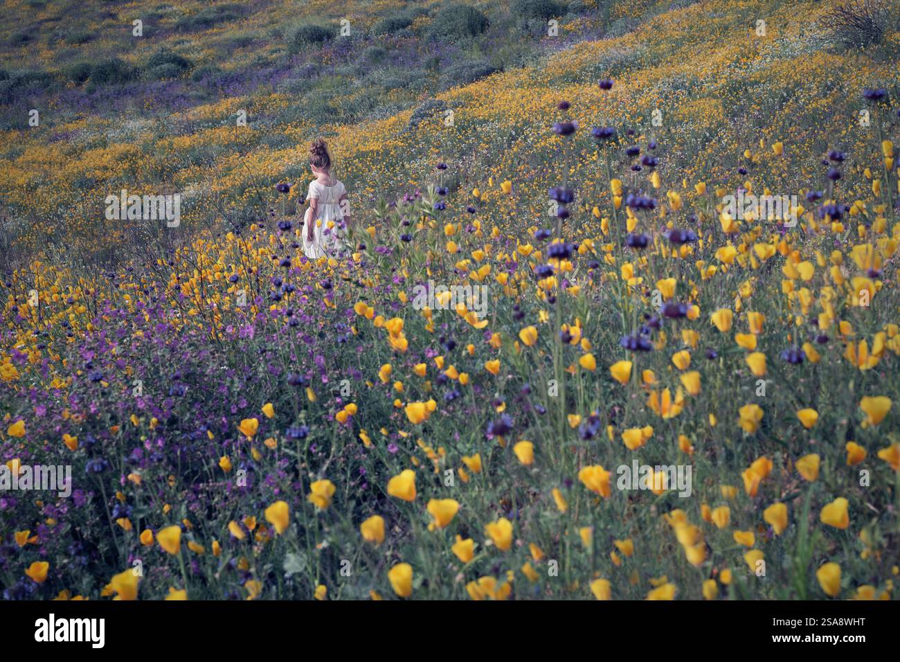 Girl walking in poppy flower field Stock Photo - Alamy