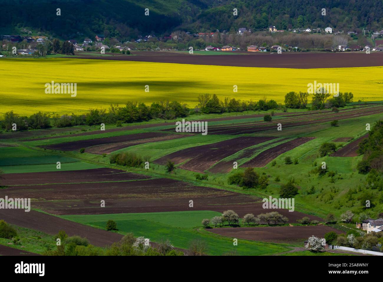 Lush green fields contrast with vast areas of bright yellow flowers and ...