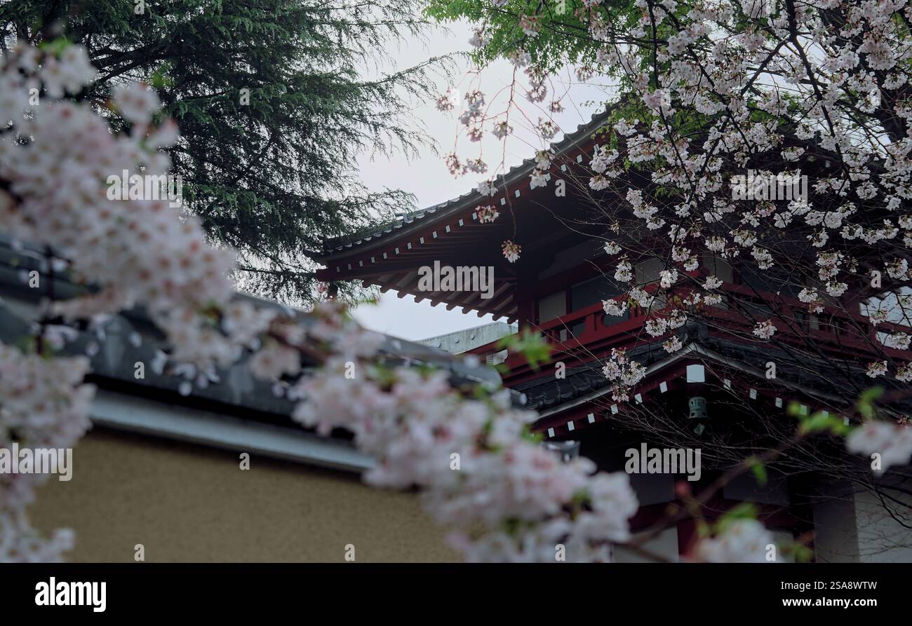 Daytime view looking up at a Japanese shrine building, partially ...