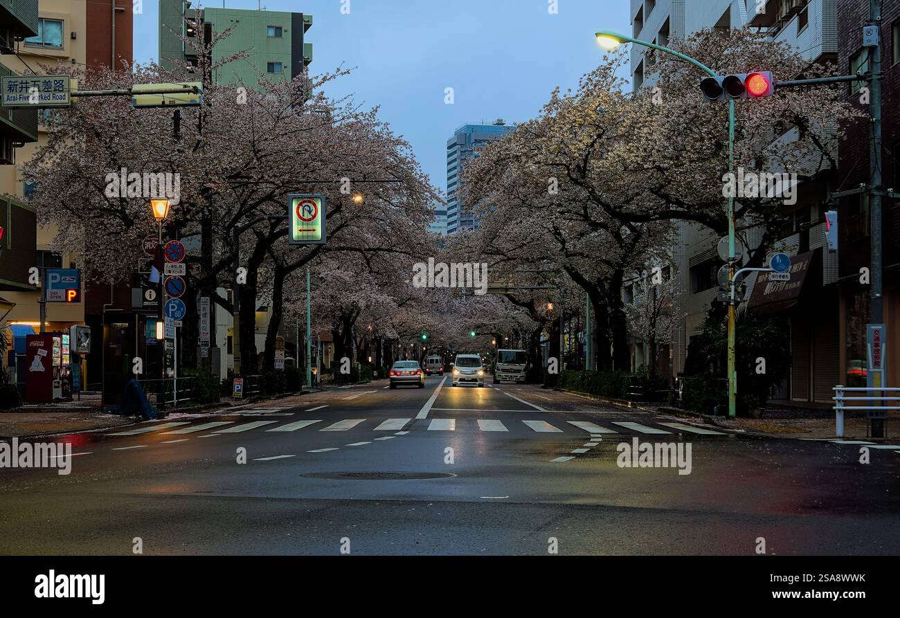 Early morning view of a wet street lined with cherry blossom trees in ...