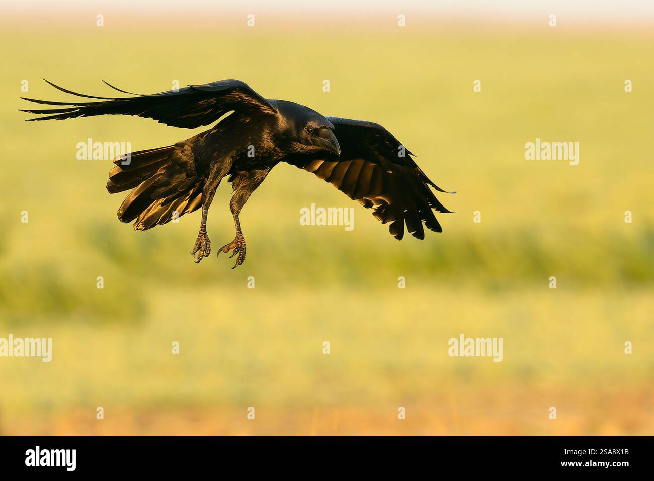 Common raven, Corvus corax, outdoor, closeup, photography, isolated ...