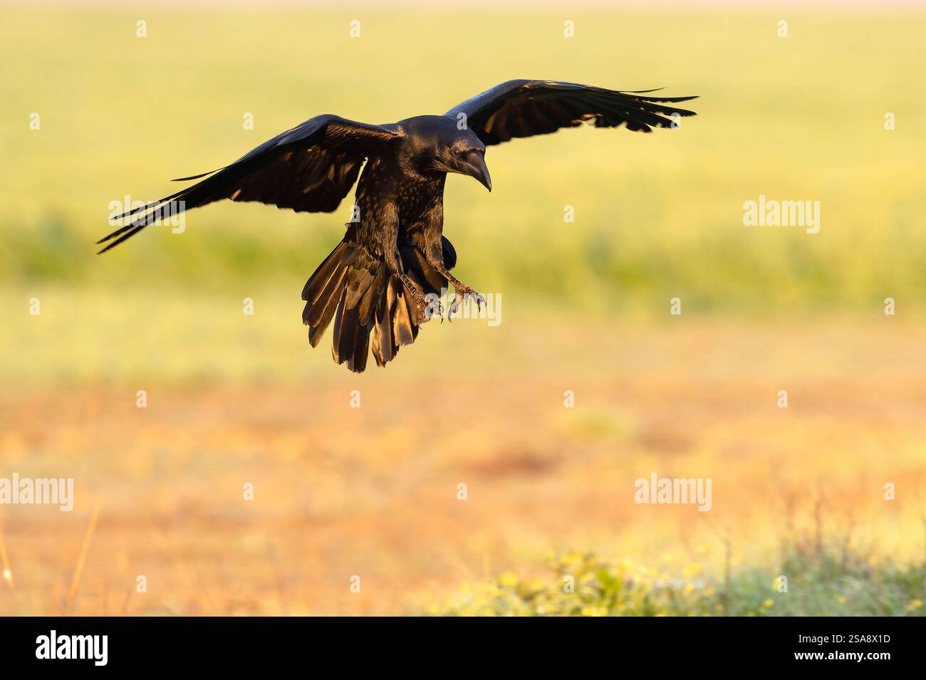Common raven, Corvus corax, outdoor, closeup, photography, isolated ...