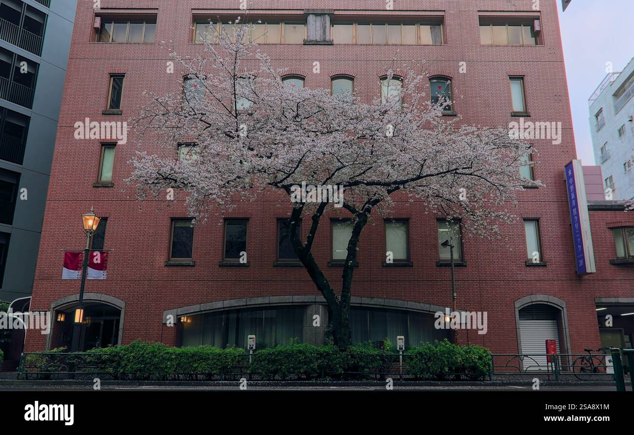 Daytime view of a single cherry blossom tree in front of a red brick ...