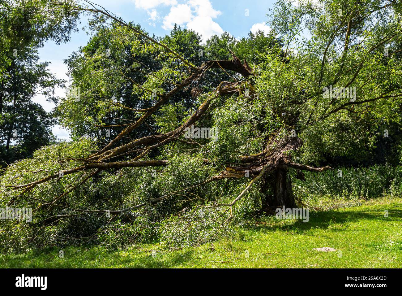 A large tree has fallen in a verdant park, surrounded by tall grass and ...