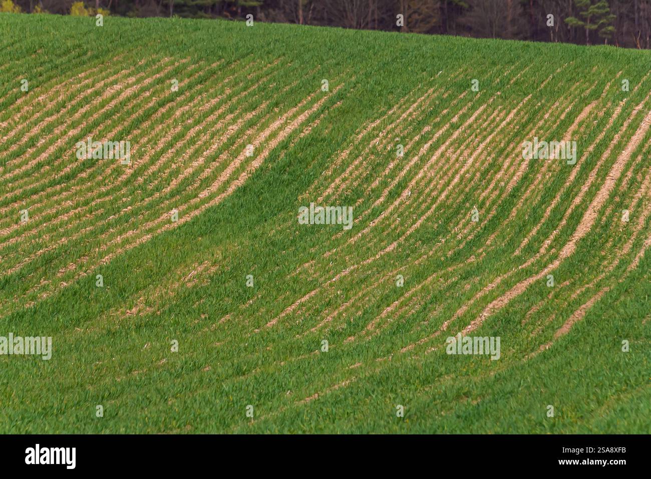 A vibrant green field showcases rolling waves of grass as subtle uneven ...