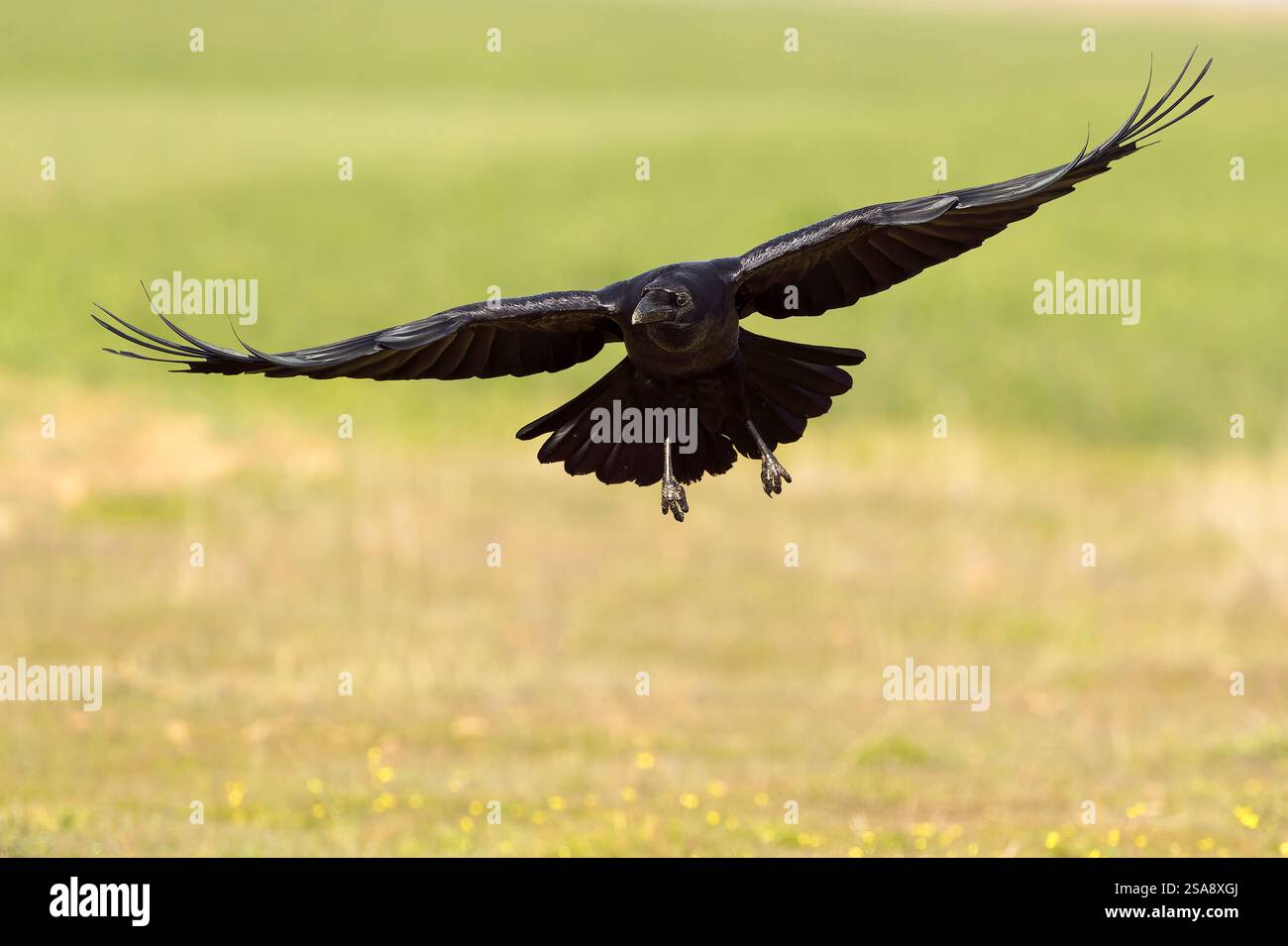 Common raven, Corvus corax, outdoor, closeup, photography, isolated ...