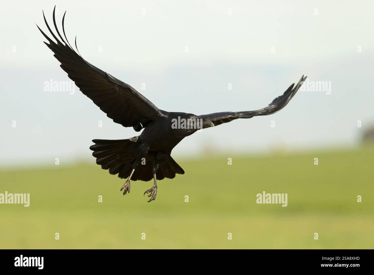 Common raven, Corvus corax, outdoor, closeup, photography, isolated ...
